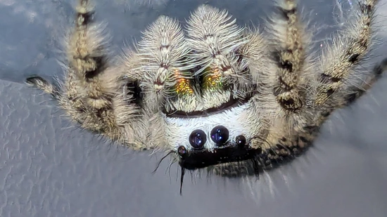 Super Peach Northern Otiosus Jumping Spider by Carl's jumping spiders