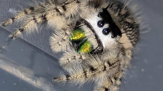 Light Peach Northern Otiosus Jumping Spider by Carl's jumping spiders
