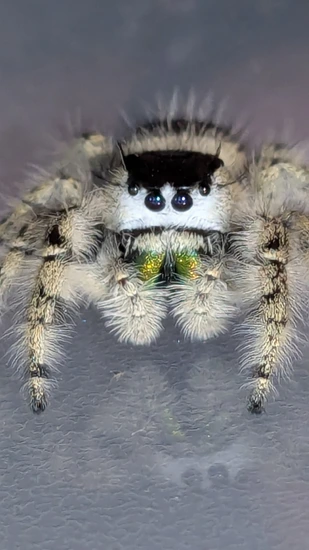 Super Peach Northern Otiosus Jumping Spider by Carl's jumping spiders