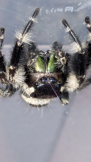 Super White Northern Otiosus Jumping Spider by Carl's jumping spiders