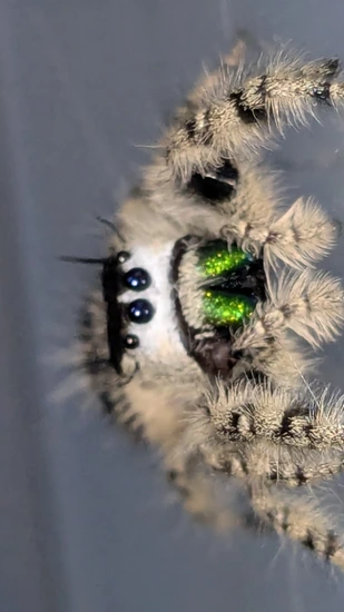 Super Peach Northern Otiosus Jumping Spider by Carl's jumping spiders