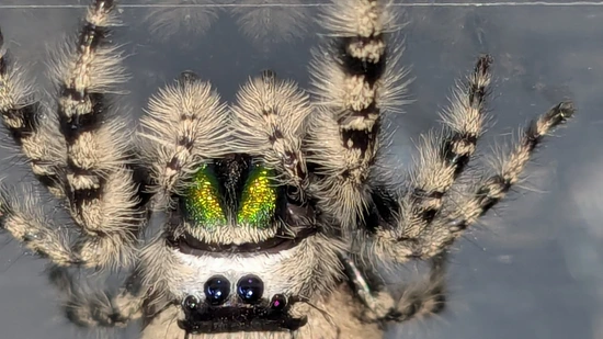 Super Peach Northern Otiosus Jumping Spider by Carl's jumping spiders