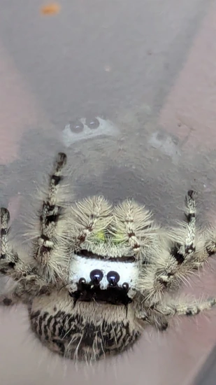 Super White Northern Otiosus Jumping Spider by Carl's jumping spiders