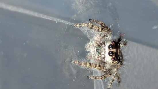 Super Peach Northern Otiosus Jumping Spider by Carl's jumping spiders