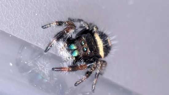 Super Fire Soroa Regal Hybrid Jumping Spider by Carl's jumping spiders