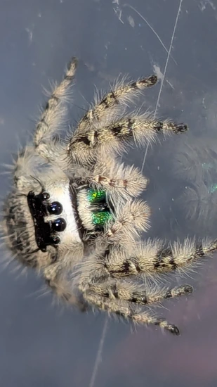 Super White Northern Otiosus Jumping Spider by Carl's jumping spiders