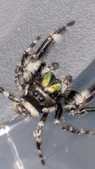 Super White And Orange Northern Otiosus Jumping Spider by Carl's ...