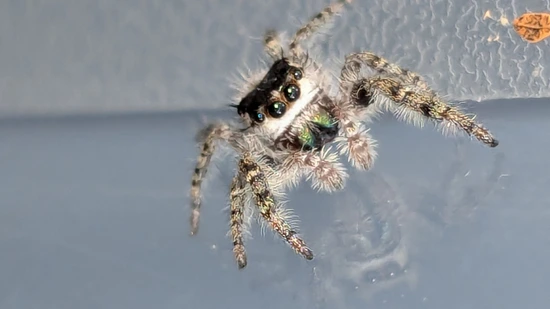 Super White Northern Otiosus Jumping Spider by Carl's jumping spiders