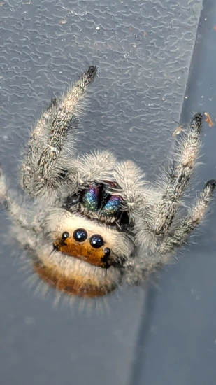 Super Fire Soroa Regal Hybrid Jumping Spider by Carl's jumping spiders