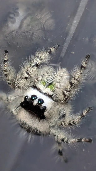 Super White Northern Otiosus Jumping Spider by Carl's jumping spiders