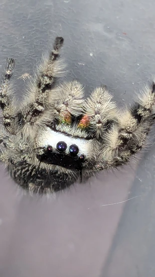 Super White Northern Otiosus Variant Jumping Spider by Carl's jumping ...