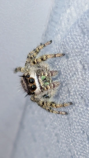 Super White Northern Otiosus Jumping Spider by Carl's jumping spiders