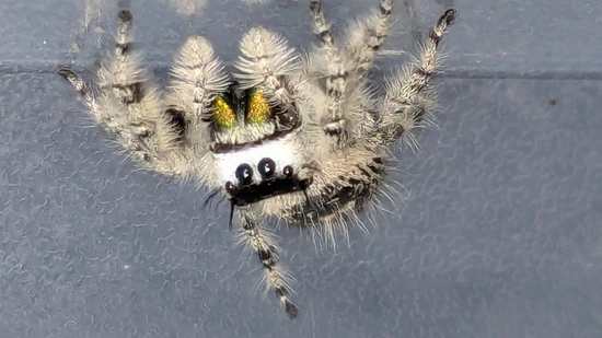 Super White Northern Otiosus Jumping Spider by Carl's jumping spiders