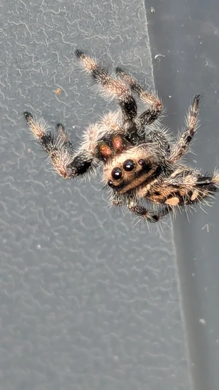 Super Peach Soroa Regal Hybrid Jumping Spider by Carl's jumping spiders