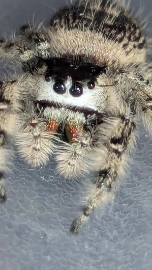Super White Northern Otiosus Variant Jumping Spider by Carl's jumping ...