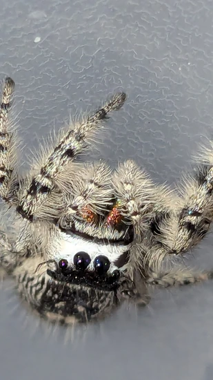 Super White Northern Otiosus Variant Jumping Spider by Carl's jumping ...