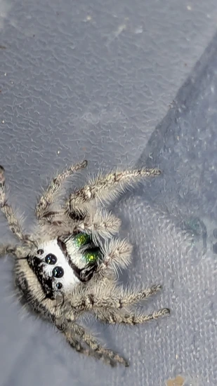 Super White Northern Otiosus Jumping Spider by Carl's jumping spiders