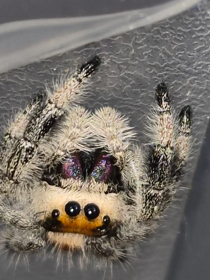 Super Sizzling Soroa Regal Hybrid Jumping Spider by Carl's jumping spiders