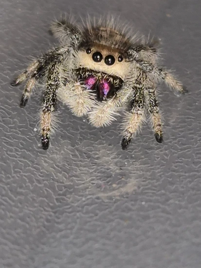 Super Light Peach Soroa Regal Hybrid Jumping Spider by Carl's jumping ...