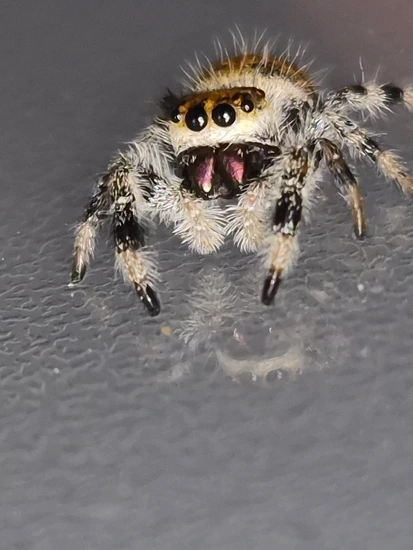 Super Sizzling Soroa Regal Hybrid Jumping Spider by Carl's jumping spiders