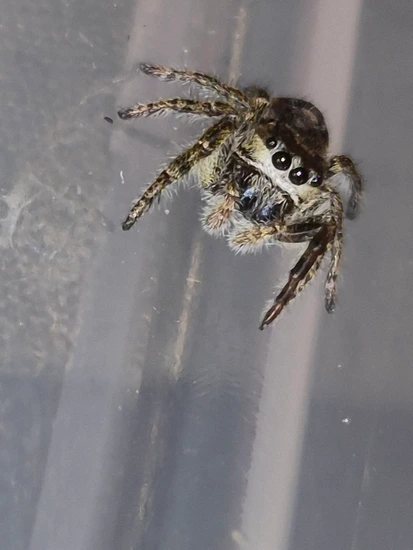 Phoenix Jumping Spider by Carl's jumping spiders