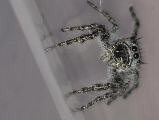 Adumbratus Jumping Spider by Carl's jumping spiders
