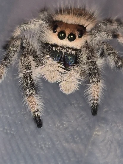 Super Peach Soroa Regal Hybrid Jumping Spider by Carl's jumping spiders