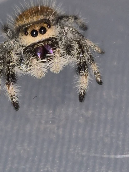 Super Fire And Peach Soroa Regal Hybrid Jumping Spider by Carl's ...