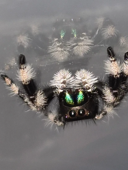 Super Fire Soroa Regal Hybrid Jumping Spider by Carl's jumping spiders