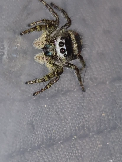 Phoenix Jumping Spider by Carl's jumping spiders