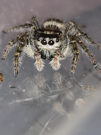 Phoenix Jumping Spider by Carl's jumping spiders