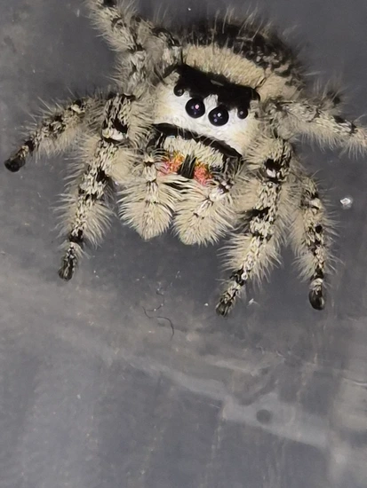 Super White Northern Otiosus Jumping Spider by Carl's jumping spiders