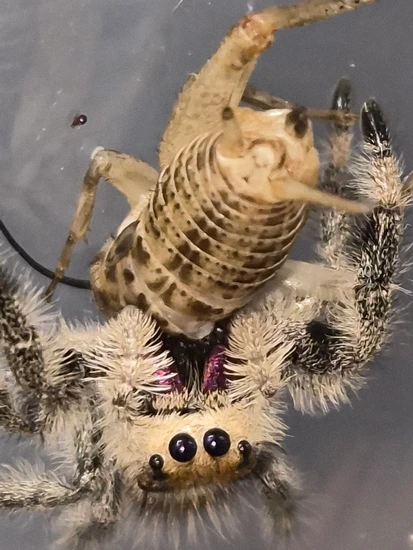 Peach And Orange Soroa Regal Hybrid Jumping Spider by Carl's jumping ...