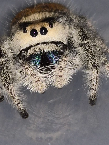 Orange And Peach Soroa Regal Hybrid Jumping Spider by Carl's jumping ...