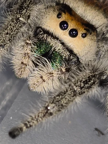 Sun Kissed Soroa Regal Hybrid Jumping Spider by Carl's jumping spiders