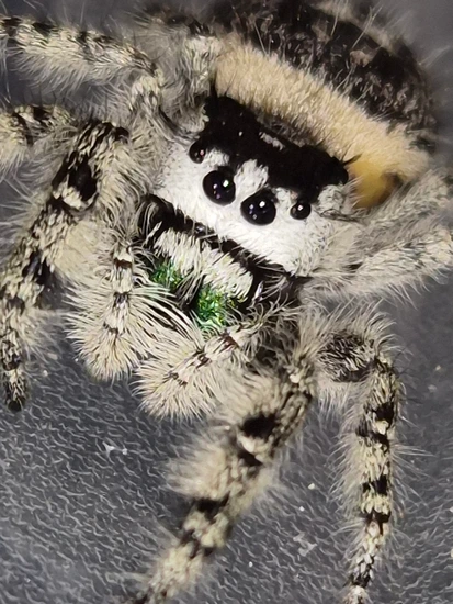 Super White Northern Otiosus Jumping Spider by Carl's jumping spiders