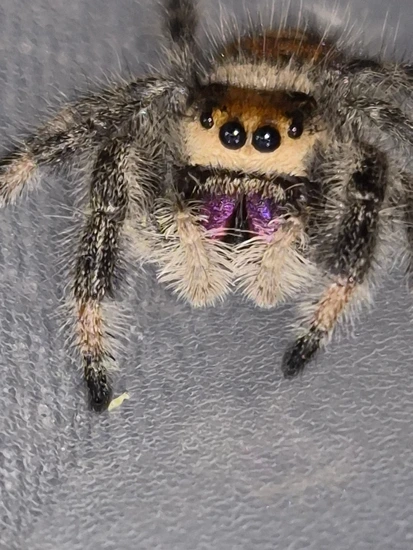 Super Light Orange Soroa Regal Hybrid Jumping Spider by Carl's jumping ...
