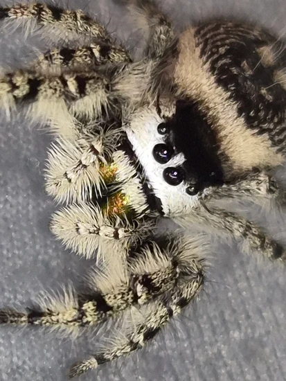 Super White Northern Otiosus Jumping Spider by Carl's jumping spiders