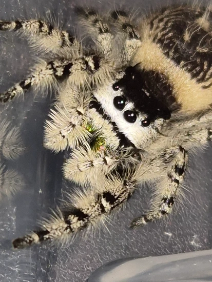 Super White Northern Otiosus Jumping Spider by Carl's jumping spiders
