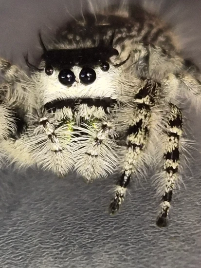 Super White Northern Otiosus Jumping Spider by Carl's jumping spiders