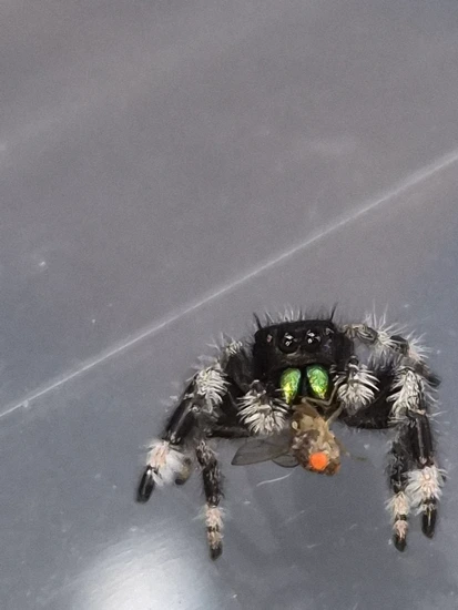 Apalachicola Regal Jumping Spider by Carl's jumping spiders