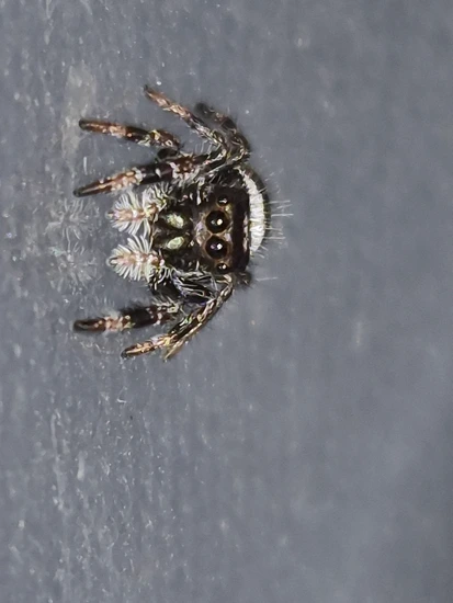 Super Frosty Apalachicola Regal Jumping Spider by Carl's jumping spiders