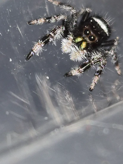 Apalachicola Regal Jumping Spider by Carl's jumping spiders