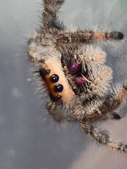Super Sizzling Soroa Regal Hybrid Jumping Spider by Carl's jumping spiders
