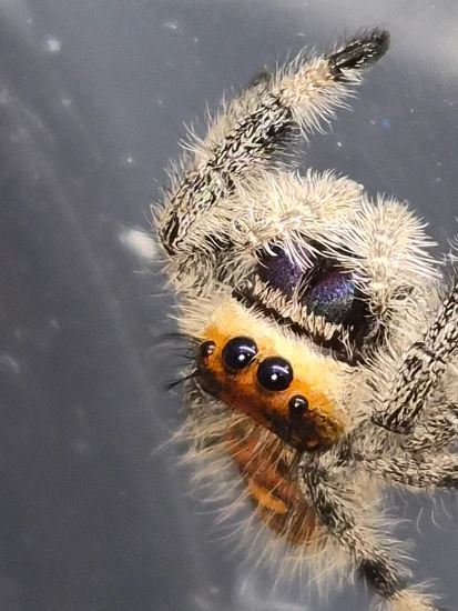 Sun Kissed Soroa Regal Hybrid Jumping Spider by Carl's jumping spiders