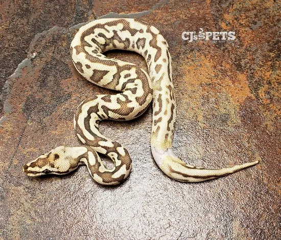 Butter Spotnose Leopard Het Clown Ball Python by CJs Pets