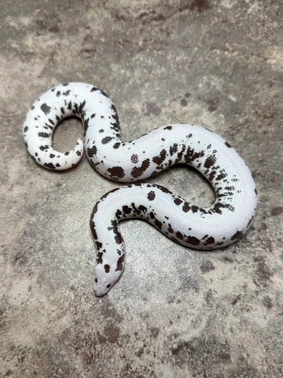Juvenile Anery GX Paint Kenyan Sand Boa by Stygian Exotics