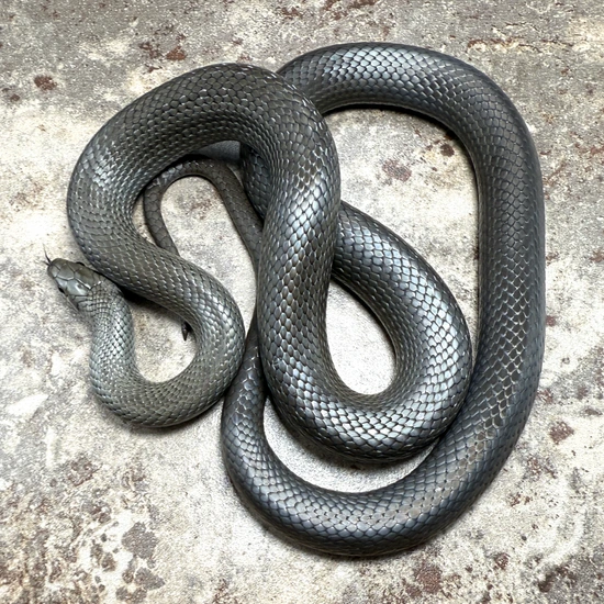 Aesculapian: Melanistic (Nadja) Other Rat Snake by Stygian Exotics