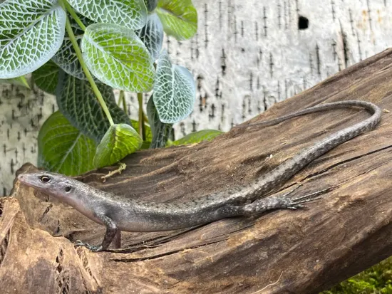 Emo Skink More Skink by Predators Reptile Center