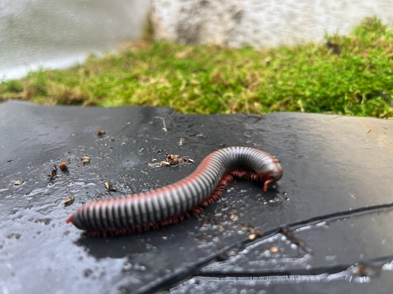Rainbow Millipedes by Predators Reptile Center